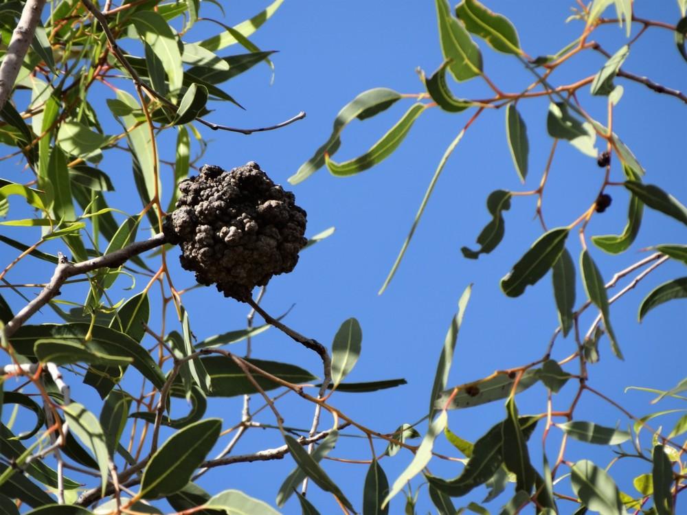 Photo of the leaves of Desert Bloodwood Tree (Corymbia terminalis ...