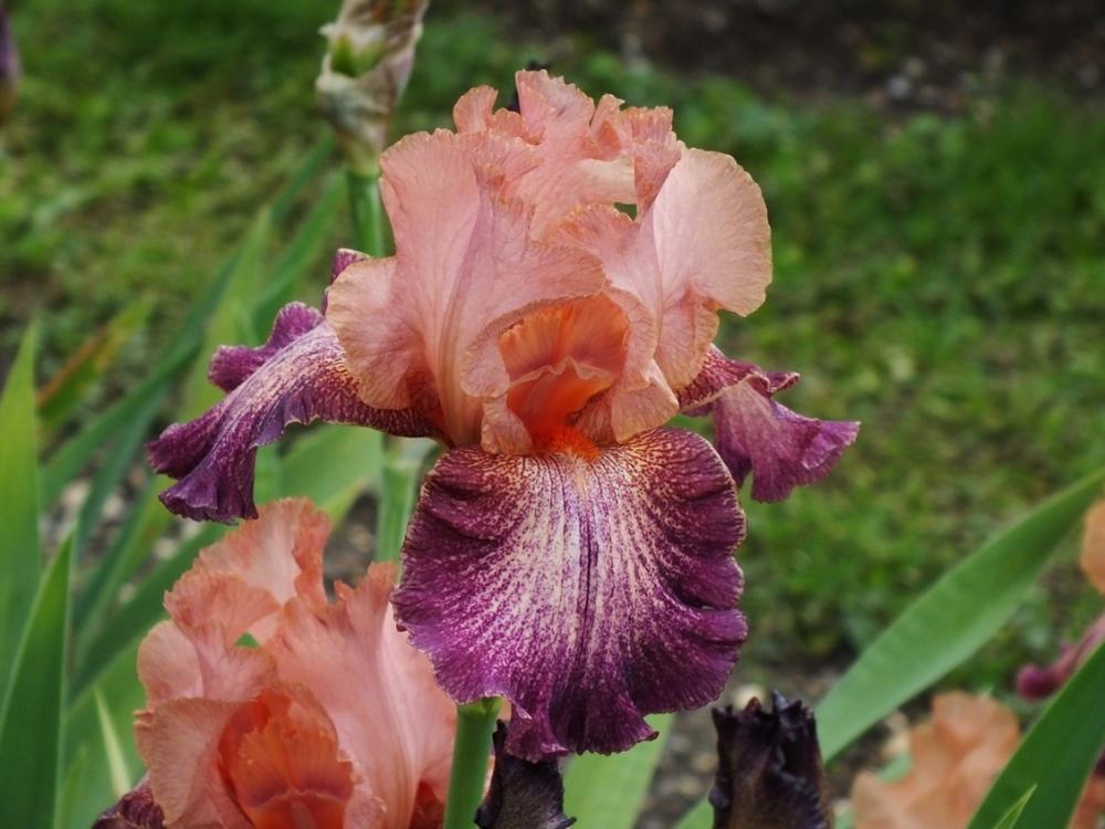 Tall Bearded Iris (Iris 'Secret Melody') in the Irises Database ...