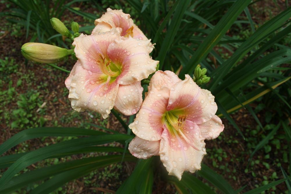 What Were Your Top Ten Daylilies for 2017? in the Daylilies forum ...