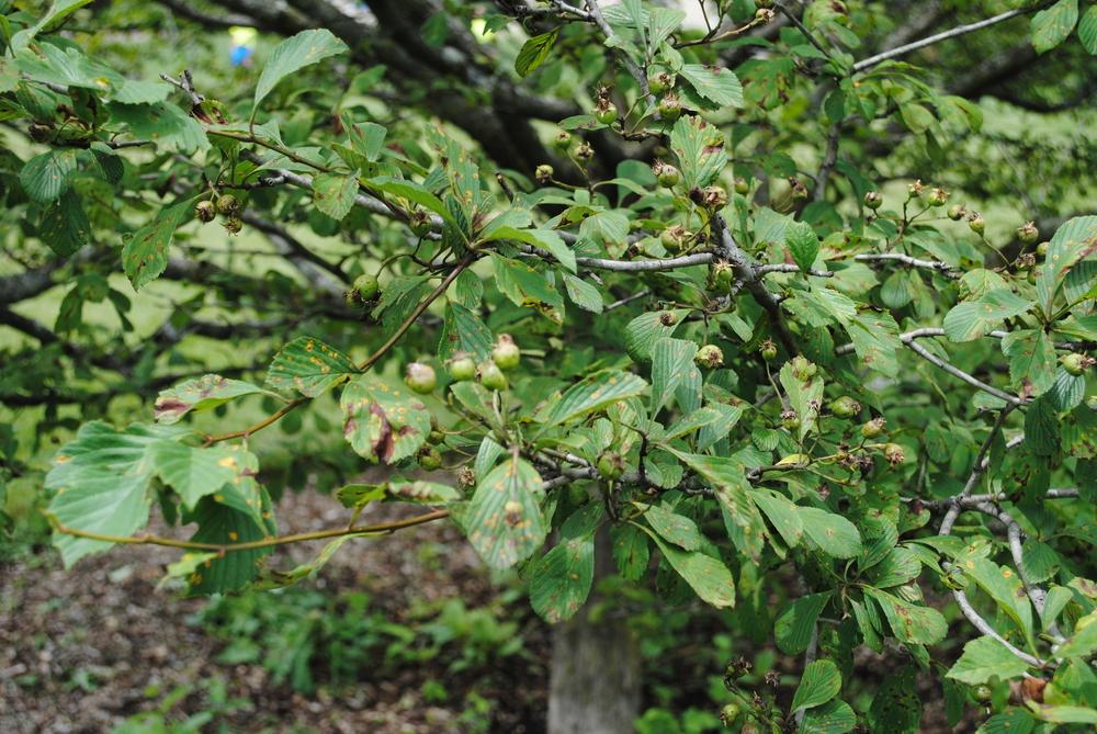 Photo of the leaves of Dotted hawthorn (Crataegus punctata) posted by ...