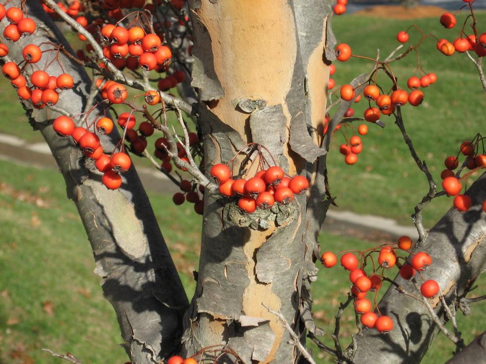 Photo of the stem, scape, stalk or bark of Green Hawthorn (Crataegus ...
