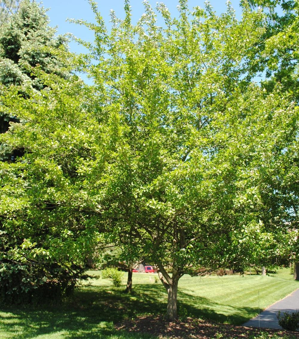 Photo of the entire plant of Green Hawthorn (Crataegus viridis 'Winter ...