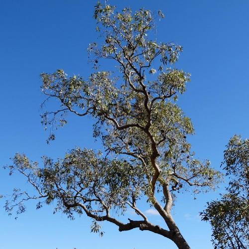 Desert Bloodwood Tree (Corymbia terminalis) - Garden.org