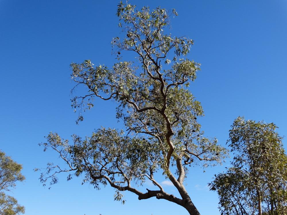 Photo of the entire plant of Desert Bloodwood Tree (Corymbia terminalis ...