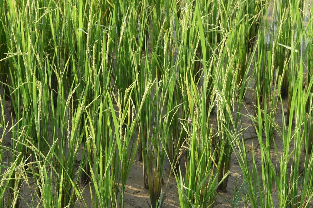 Fragrant rice (Oryza 'Sen Kra Oub') - Garden.org