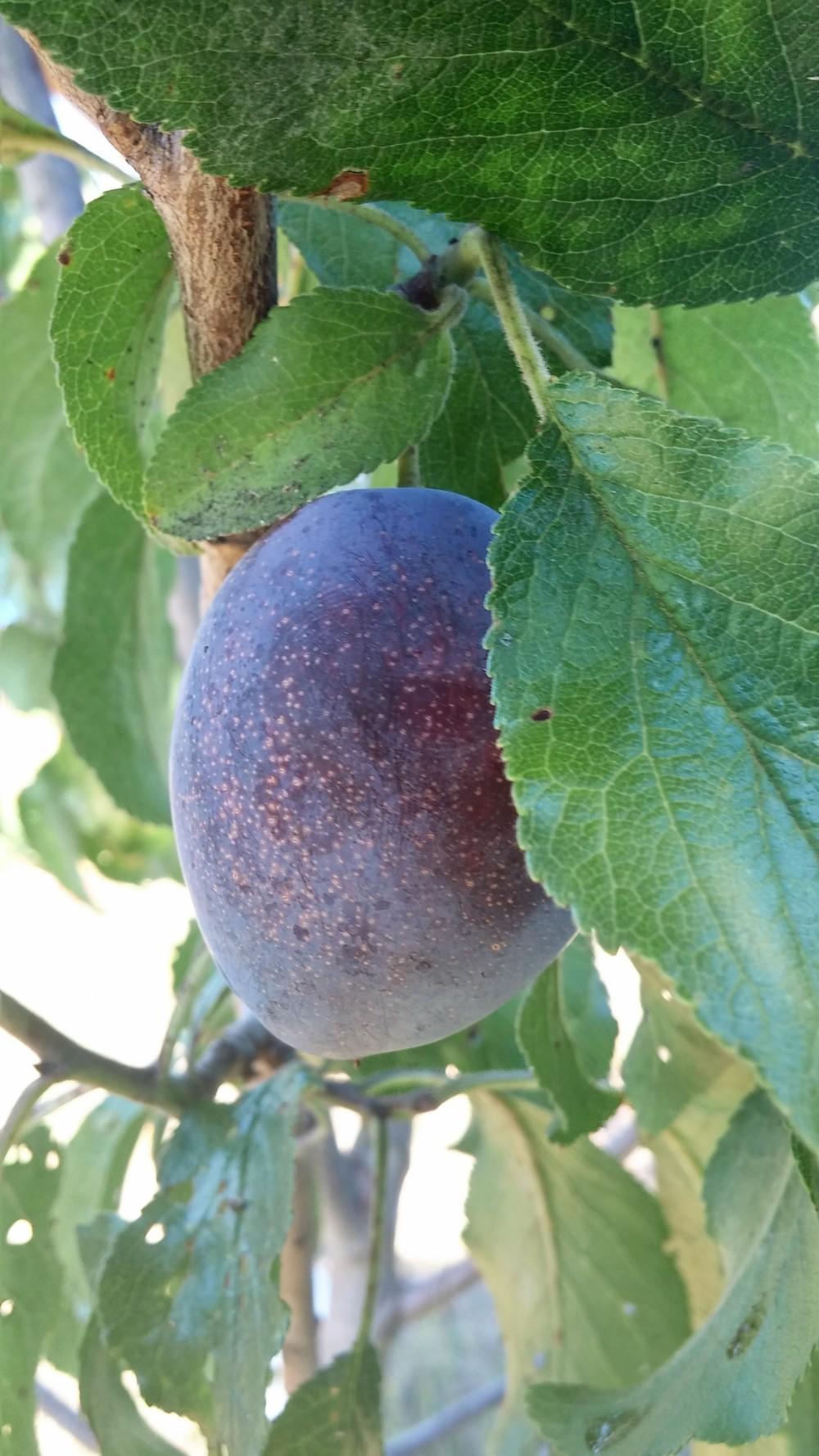 Plum (Prunus domestica 'Brooks') in the Plums Database - Garden.org