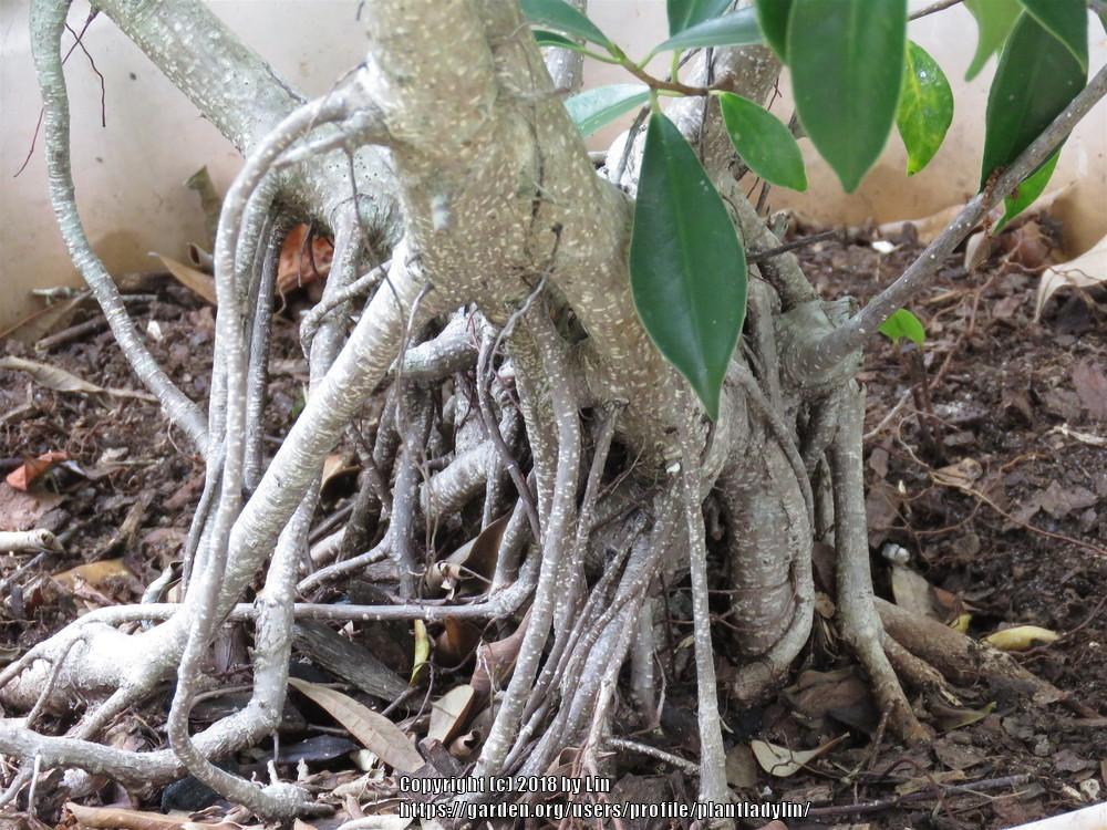 Photo of the roots of Ficus posted by plantladylin - Garden.org