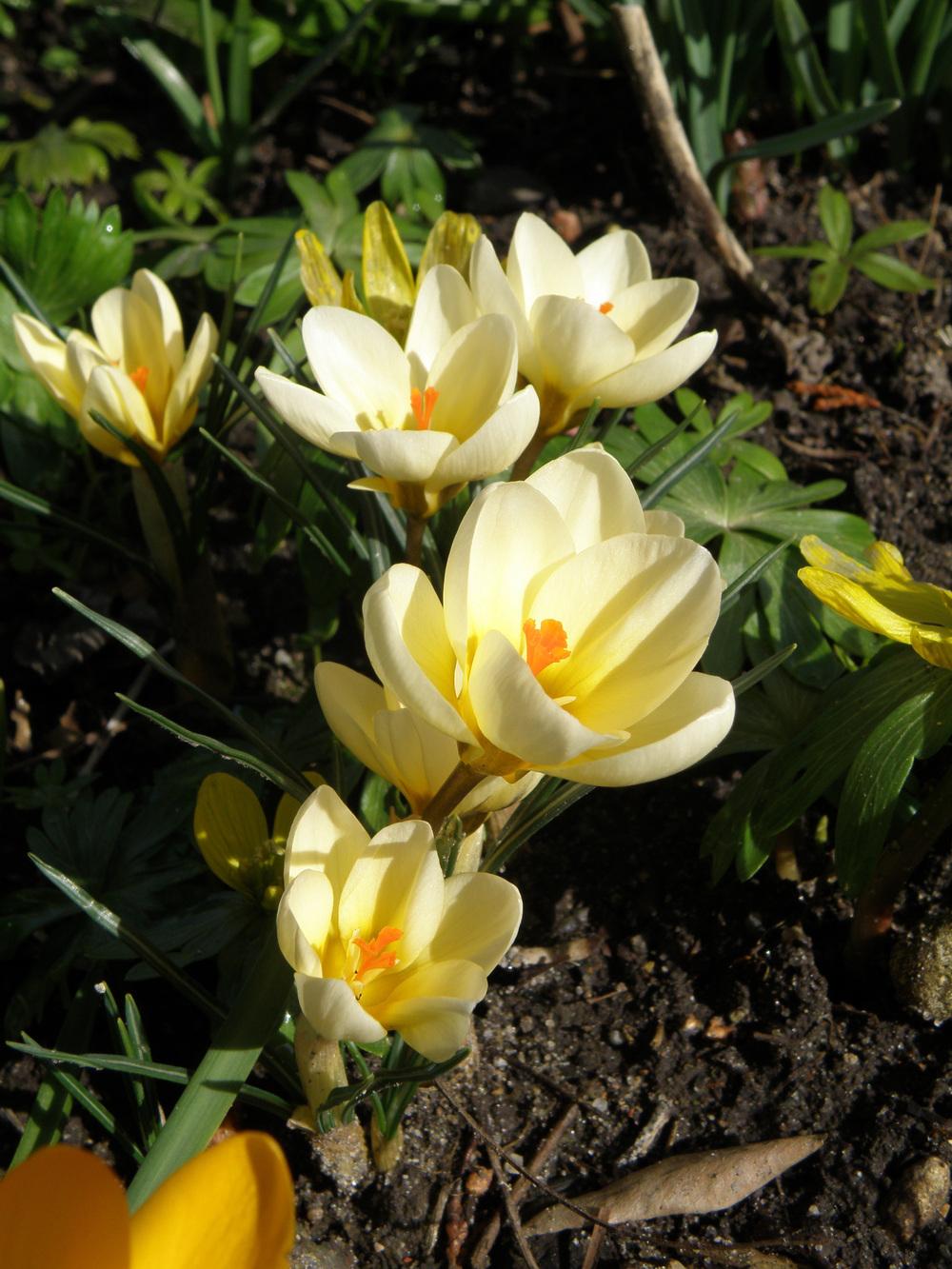 Photo of the entire plant of Snow Crocus (Crocus chrysanthus 'Cream ...