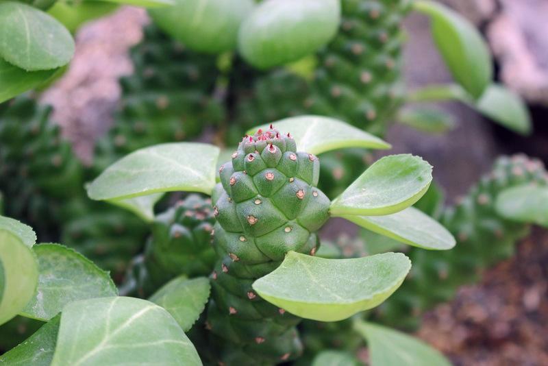 Euphorbias: Plant Care and Collection of Varieties - Garden.org