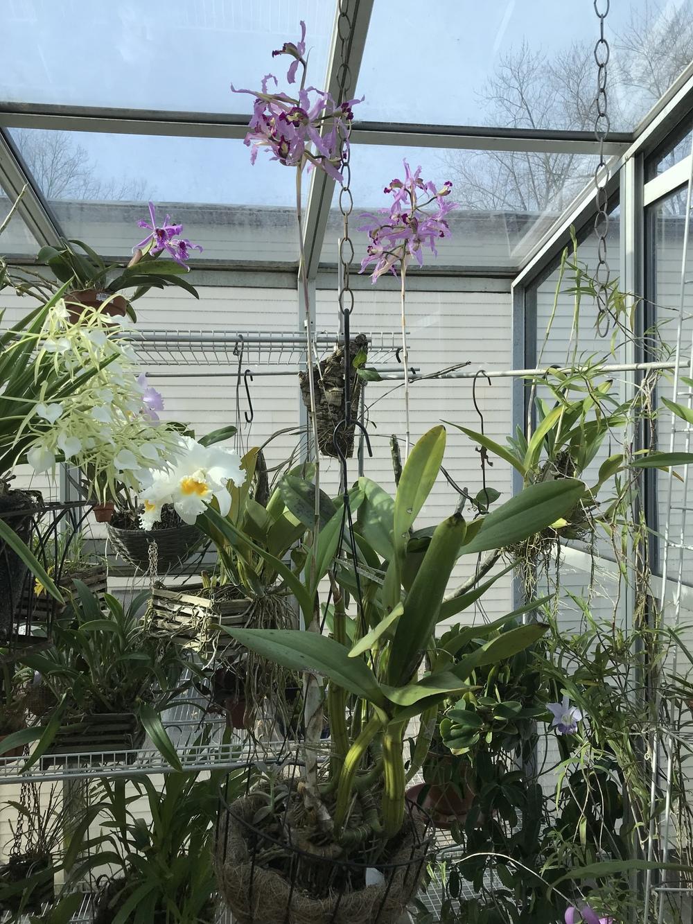 Photo of the entire plant of Orchid (Laelia superbiens) posted by ...