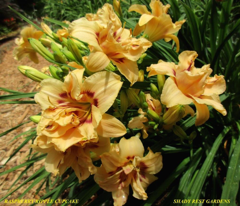 Daylily (Hemerocallis 'Raspberry Ripple Cupcake') in the Daylilies ...