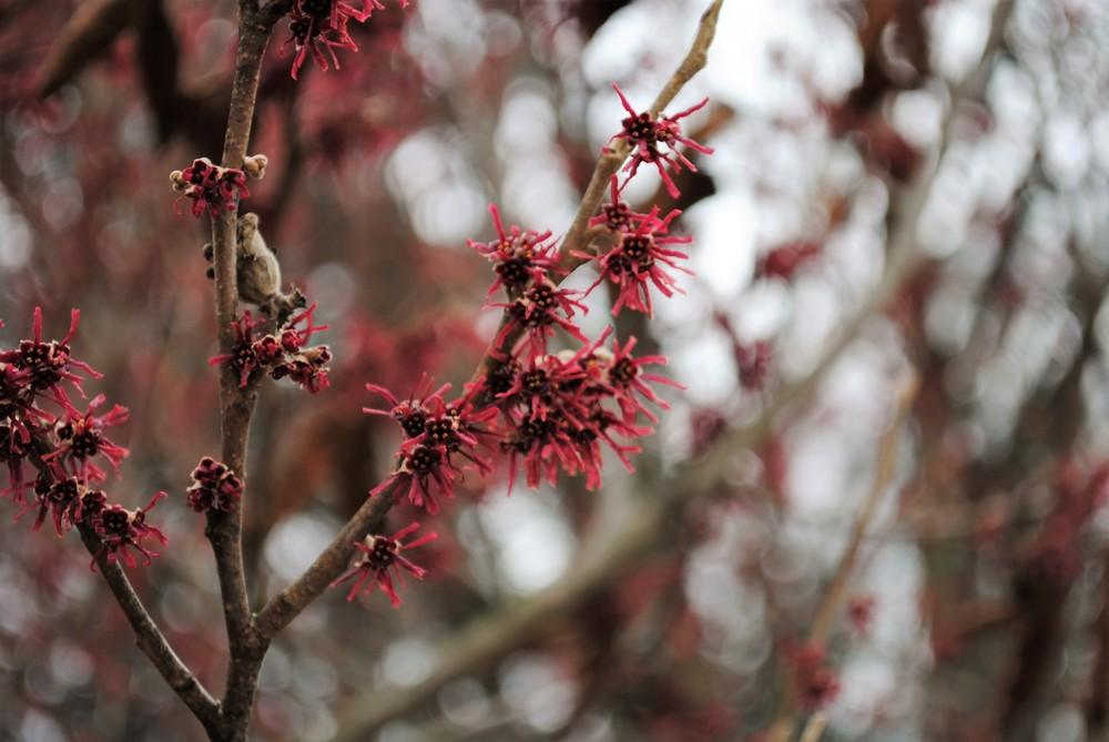 Photo of the bloom of Ozark Witch Hazel (Hamamelis vernalis) posted by ...