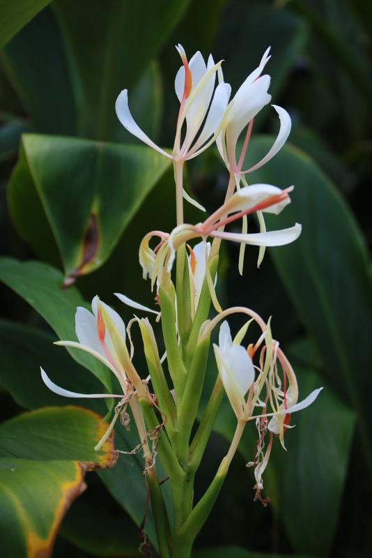 Ginger Lily (Hedychium forrestii) in the Ginger Lilies Database ...