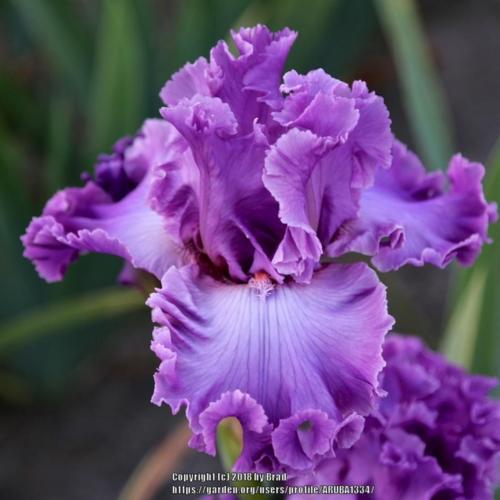 Tall Bearded Iris (Iris 'Aloha Spirit') in the Irises Database - Garden.org