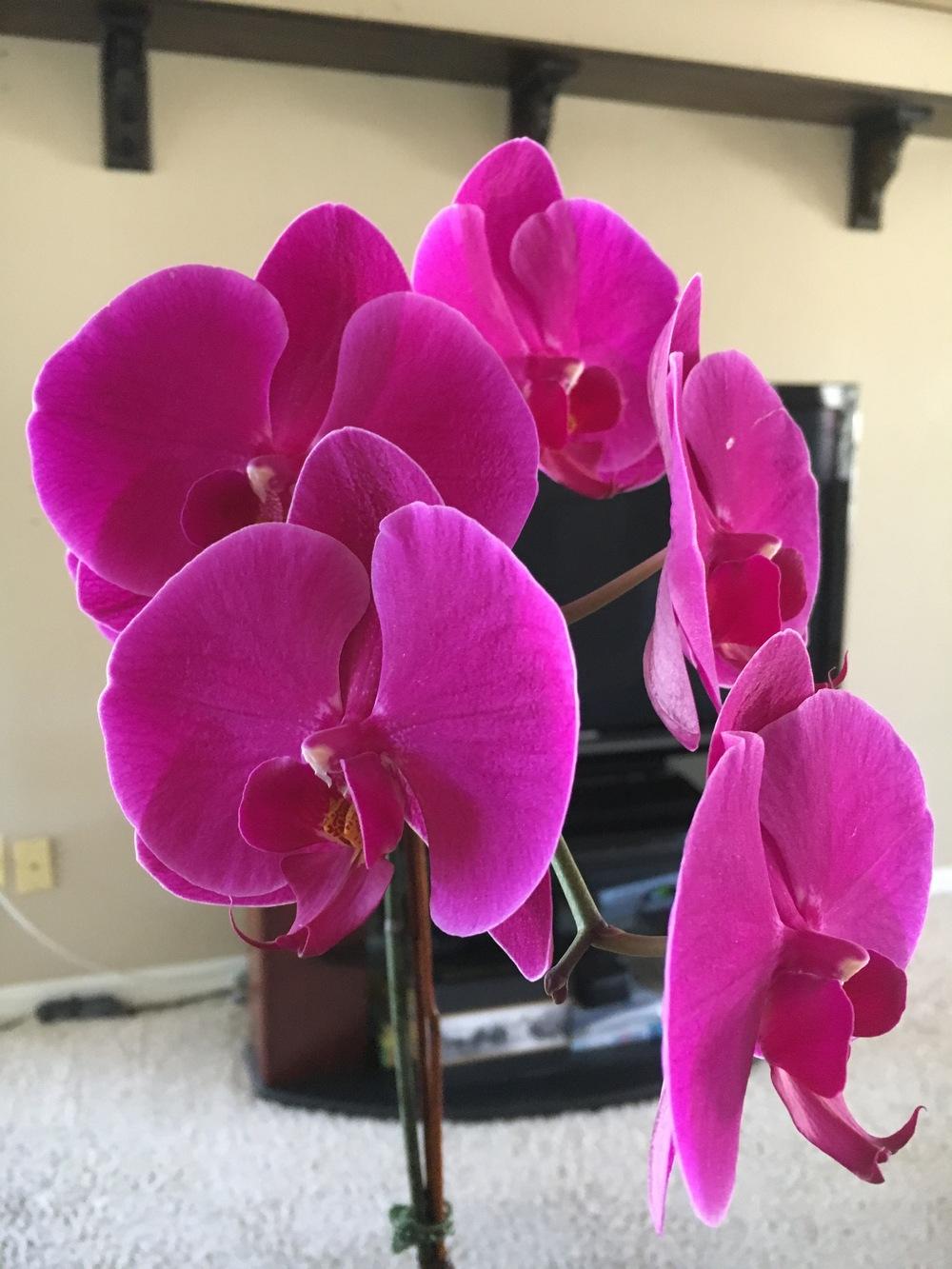 Photo of the bloom of Orchid (Phalaenopsis OX Queen) posted by BigBill ...