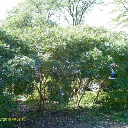 Dwarf Sumac (Rhus copallina var. latifolia Prairie Flame™) - Garden.org