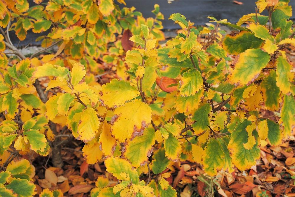 Photo of the leaves of Ozark Witch Hazel (Hamamelis vernalis 'Quasimodo ...