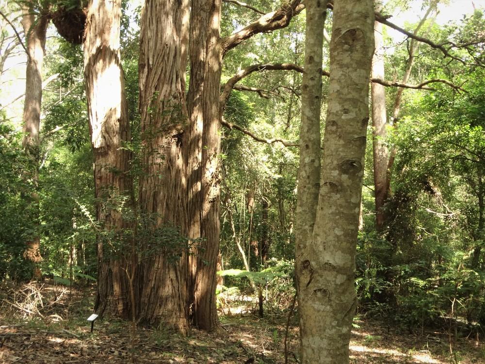 Turpentine Tree (Syncarpia glomulifera) - Garden.org