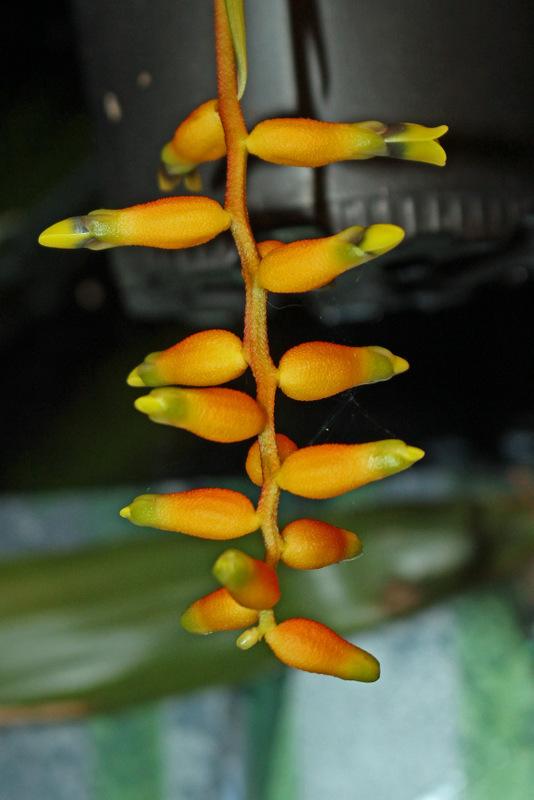 Bromeliad (Aechmea racinae) - Garden.org