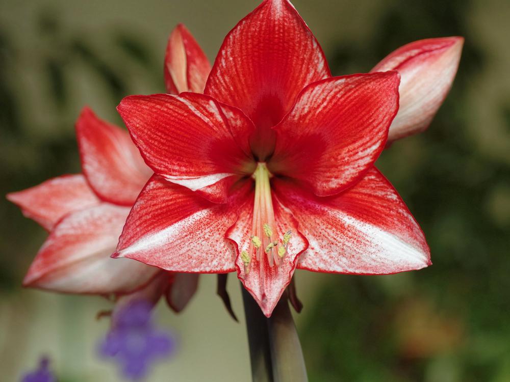 Amaryllis: Plant Care and Collection of Varieties - Garden.org
