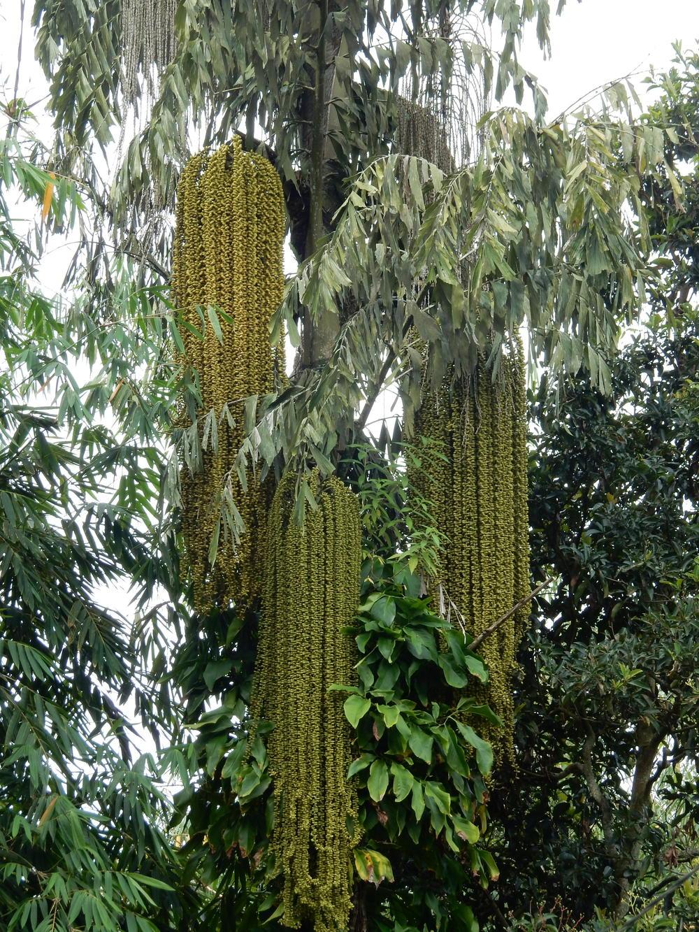 Bac Son Fishtail Palm (Caryota maxima) - Garden.org