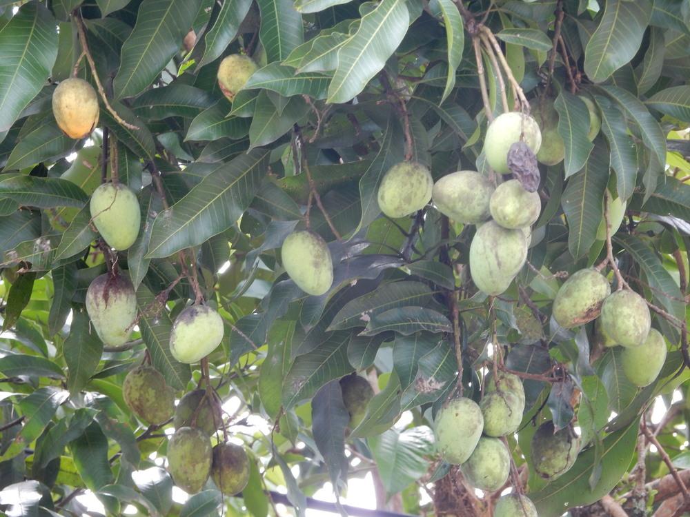 Mangoes: Plant Care and Collection of Varieties - Garden.org