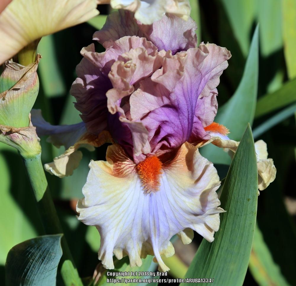 Photo of the bloom of Tall Bearded Iris (Iris 'Restless Spirit') posted ...