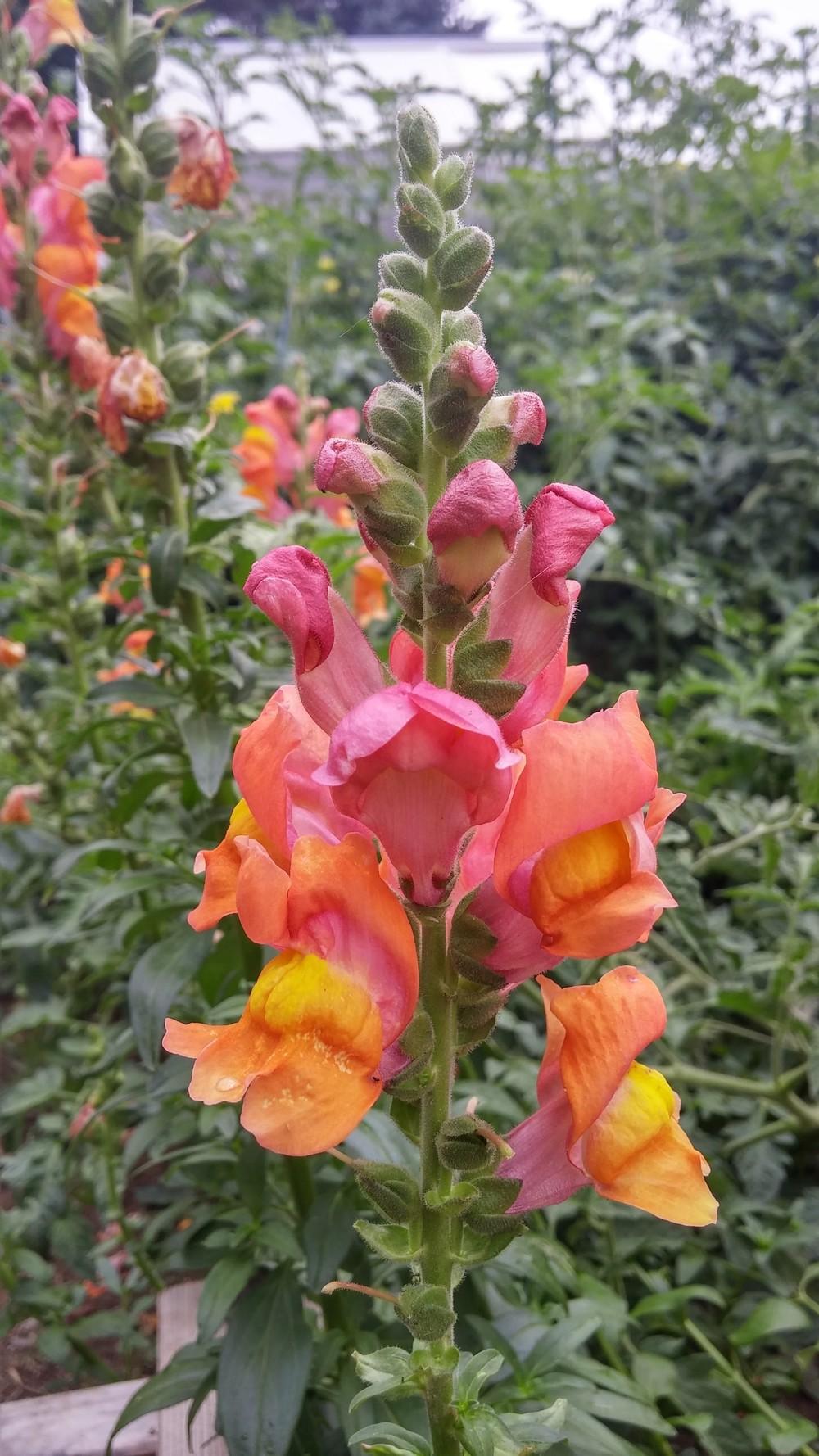Snapdragon (Antirrhinum majus 'Rocket Bronze') - Garden.org