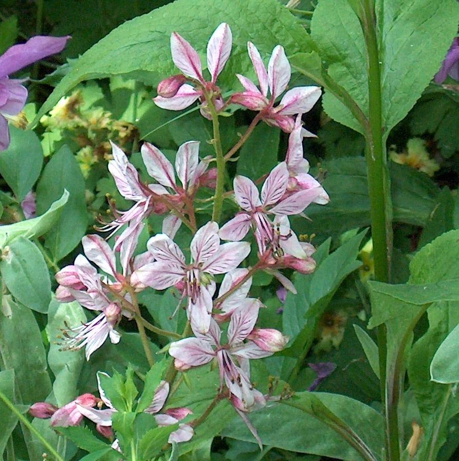 Photo of the bloom of Gas Plant (Dictamnus albus) posted by HemNorth ...