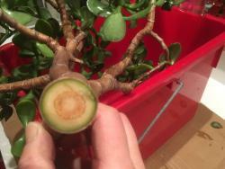 Jade plant root rot in the Ask a Question forum - Garden.org