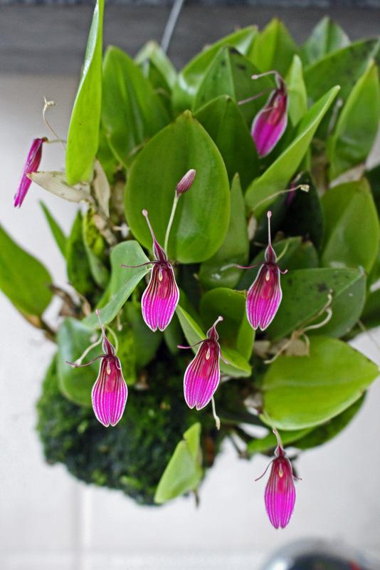 Orchid (Restrepia purpurea) - Garden.org