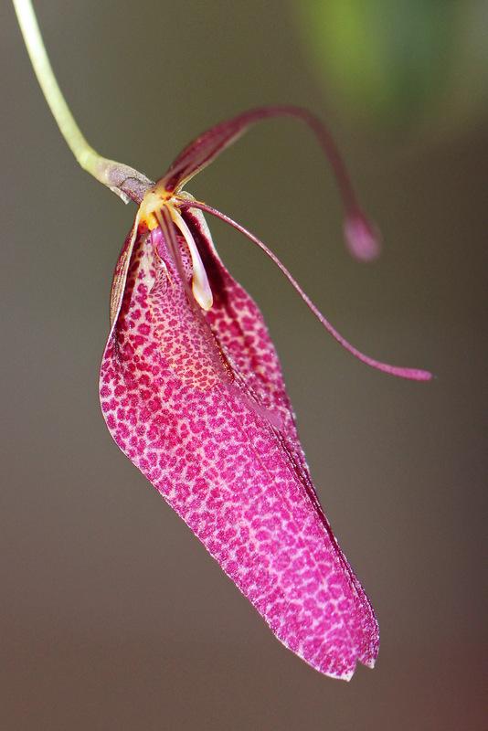 Orchid (Restrepia guttulata) - Garden.org