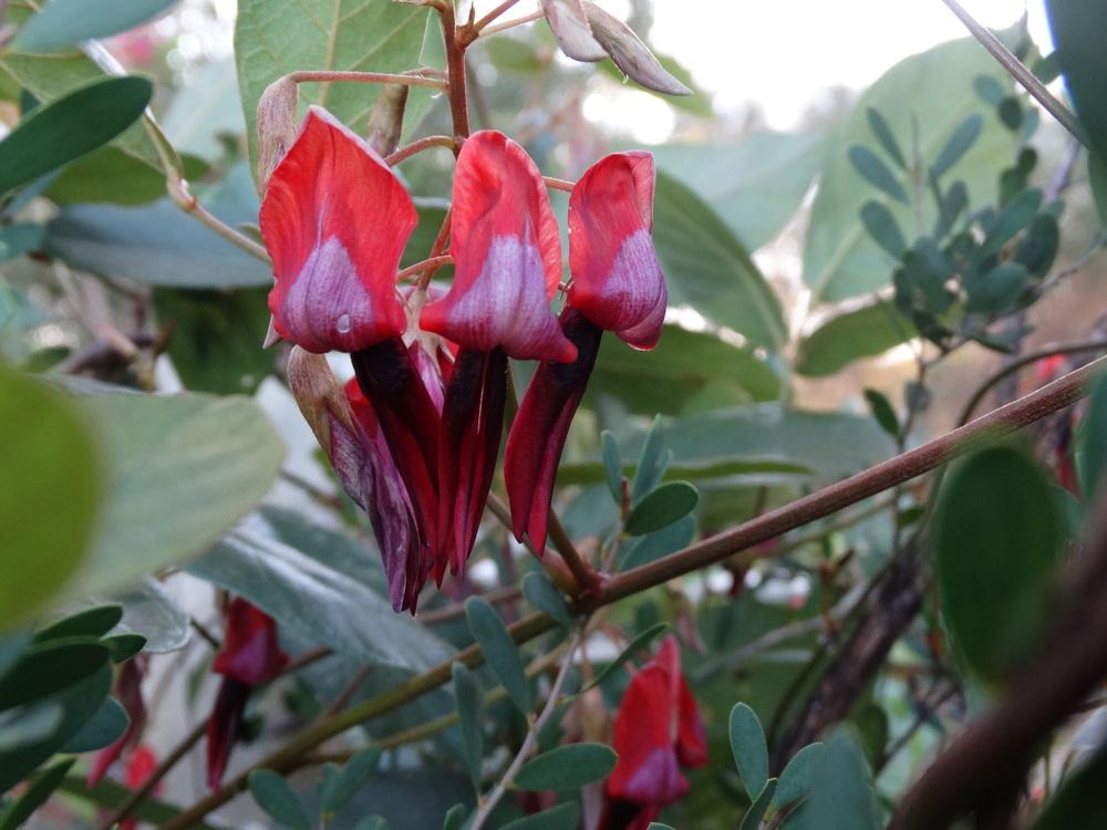 Dusky Coral Pea (Kennedia rubicunda) - Garden.org