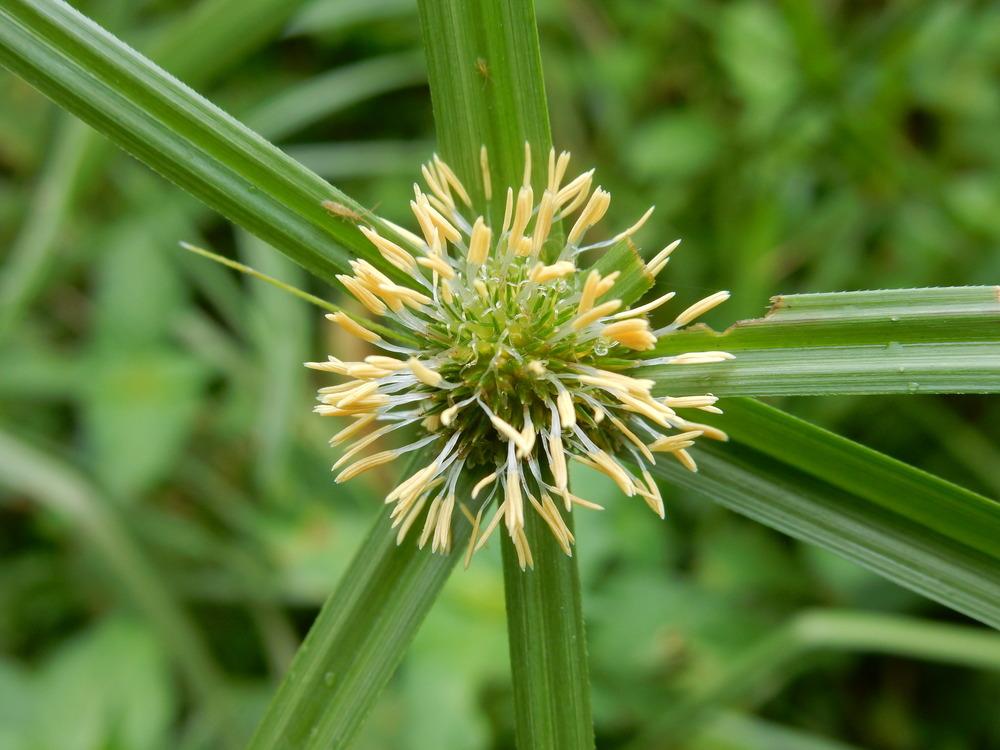 Cyperus Aromaticus