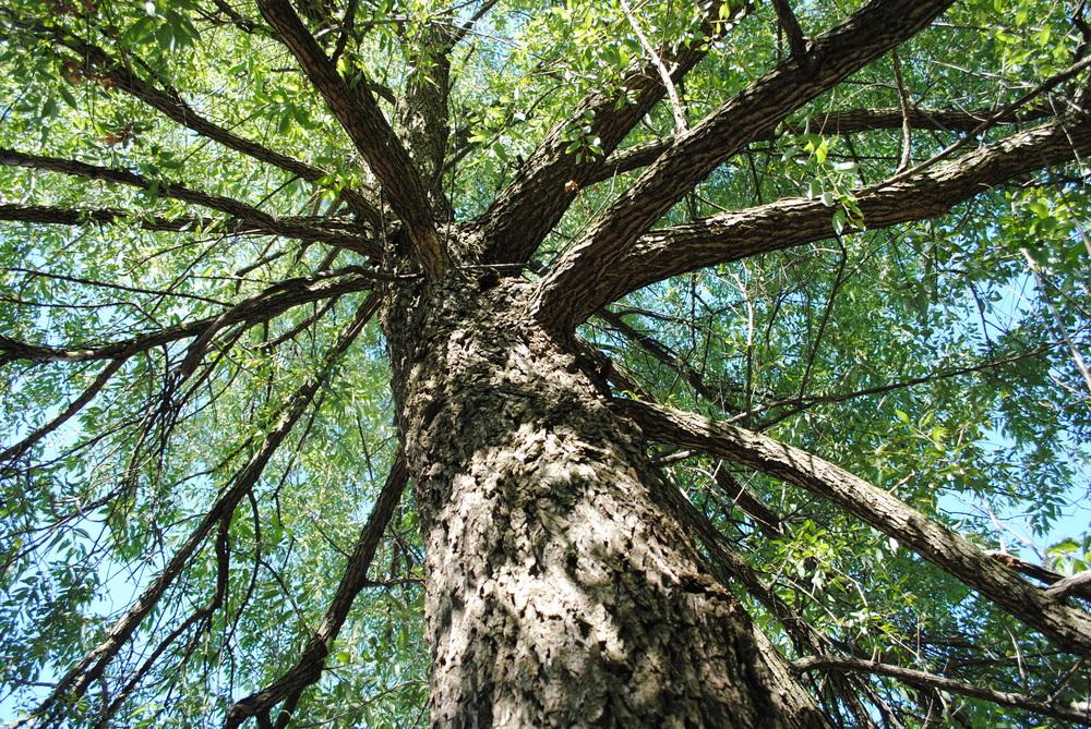 Peachleaf Willow (Salix amygdaloides) - Garden.org