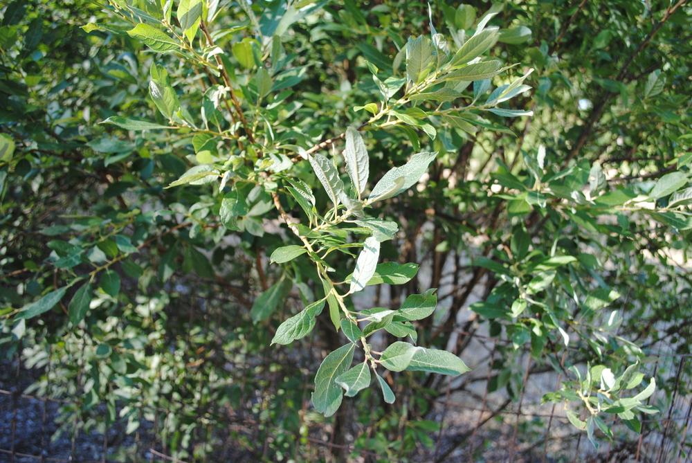 Photo of the leaves of Beaked Willow (Salix bebbiana) posted by ILPARW ...