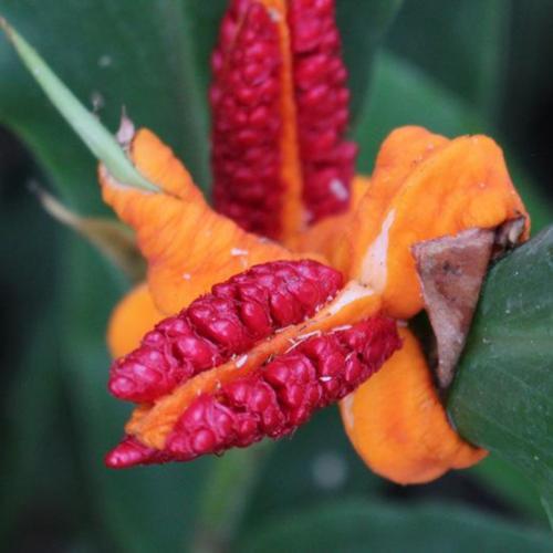 Lesser Galangal (Alpinia officinarum) - Garden.org