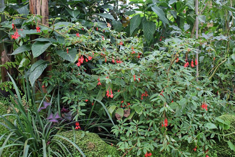 Photo of the entire plant of Fuchsia Begonia (Begonia fuchsioides ...