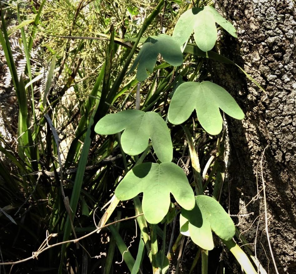 White Passion Flower (Passiflora subpeltata) - Garden.org
