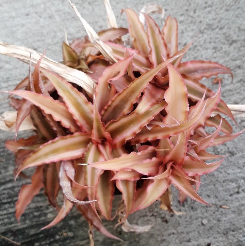 Help please! Cryptanthus plant in the Ask a Question forum - Garden.org