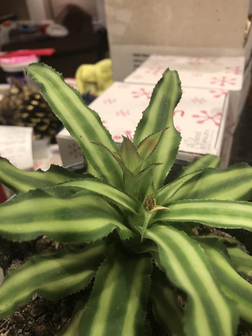 Help please! Cryptanthus plant in the Ask a Question forum - Garden.org