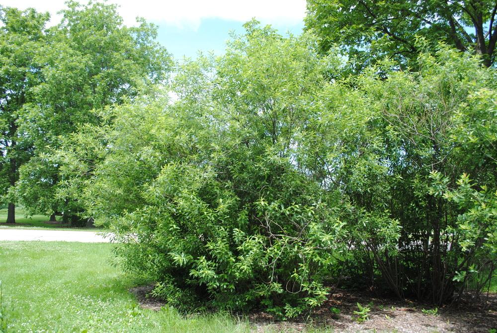 Photo of the entire plant of Bayberry willow (Salix myricoides) posted ...