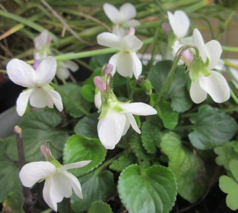 Sweet Violet (Viola odorata 'Alba') in the Violas Database - Garden.org