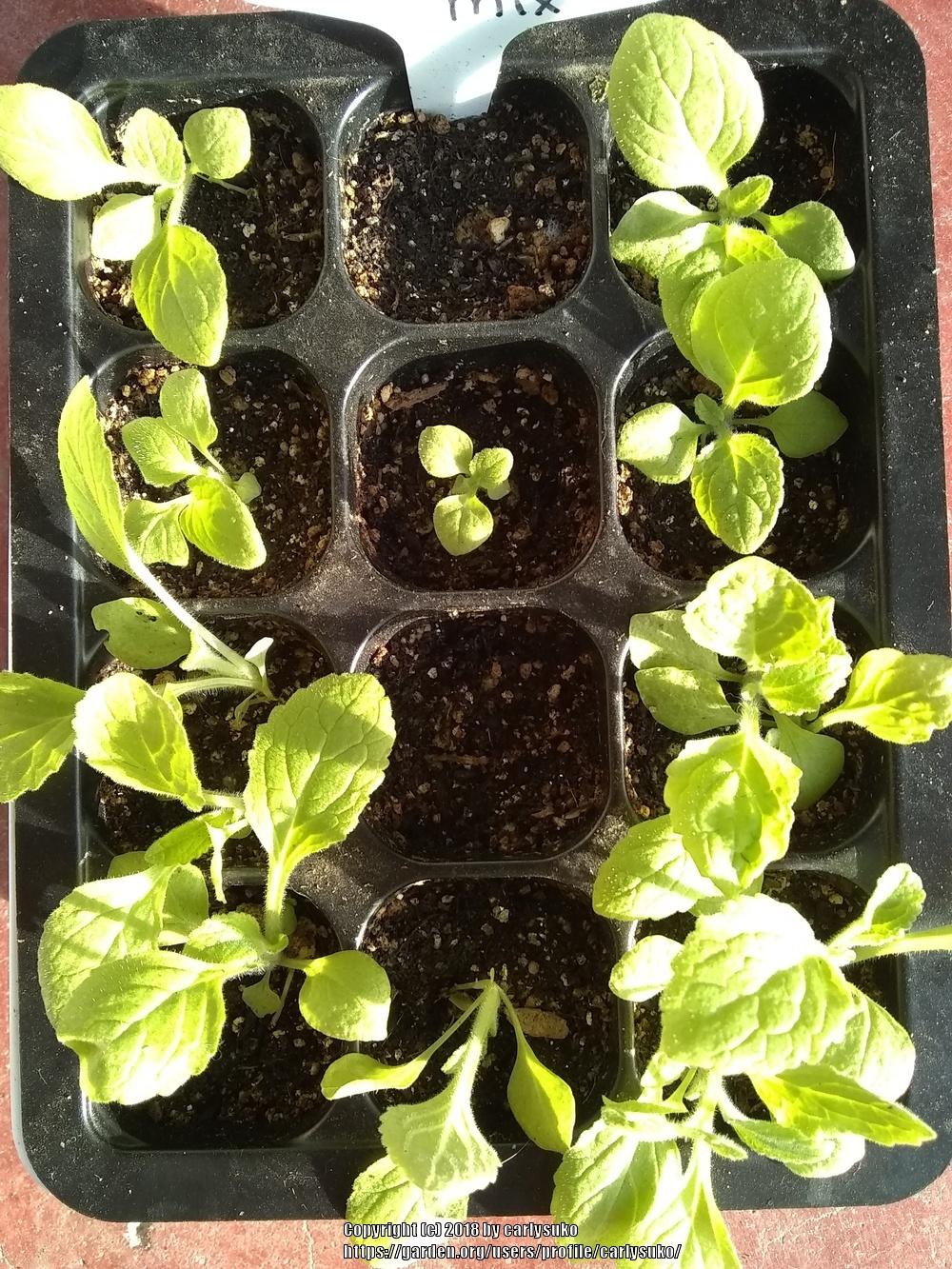 Photo of the seedling or young plant of Foxglove (Digitalis purpurea ...