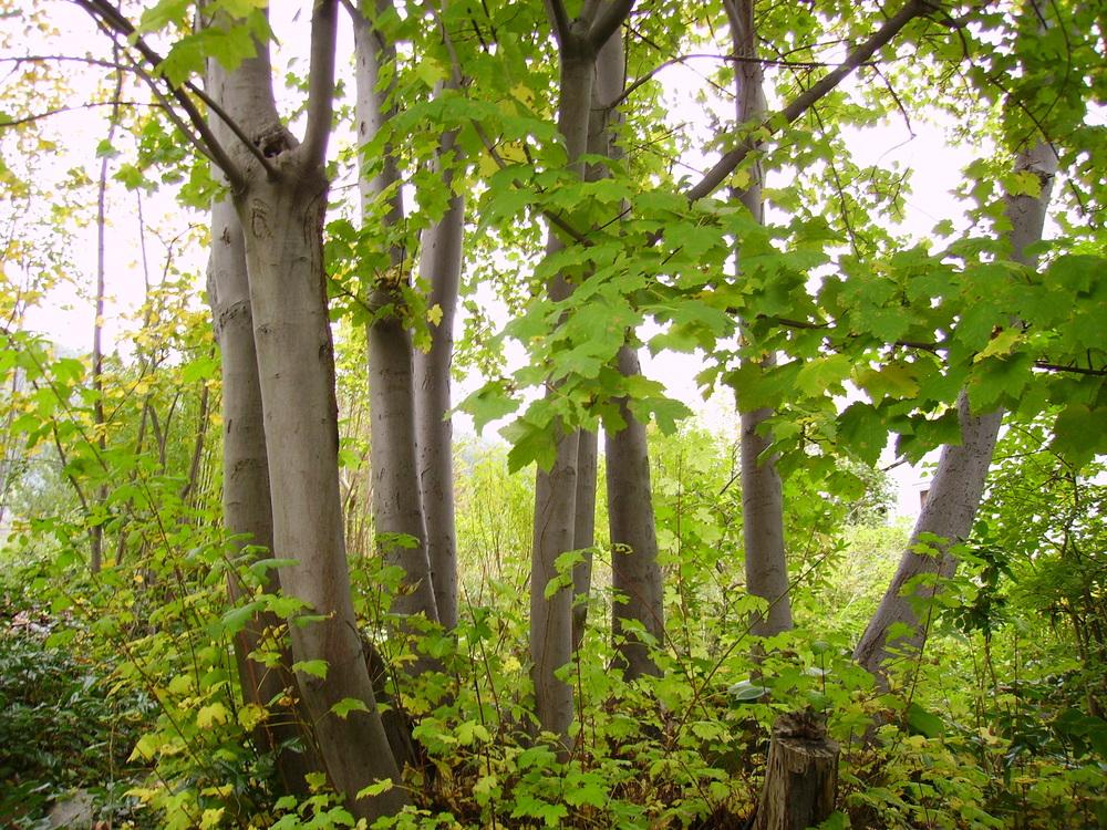 Douglas’ Maple (Acer glabrum var. douglasii) - Garden.org