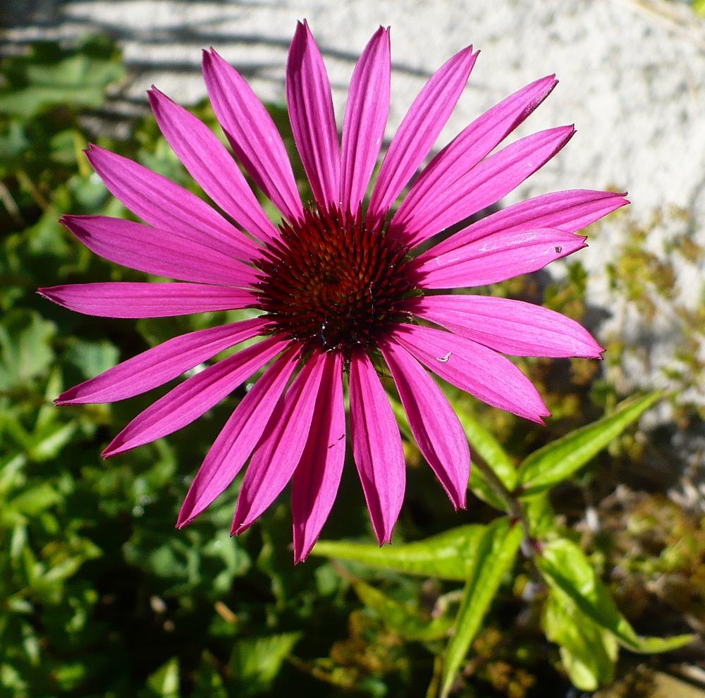 Photo of the bloom of Purple Coneflower (Echinacea purpurea 'Rubinstern ...
