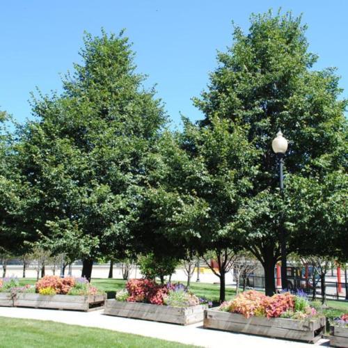 Littleleaf Linden (Tilia cordata 'Glenleven') - Garden.org