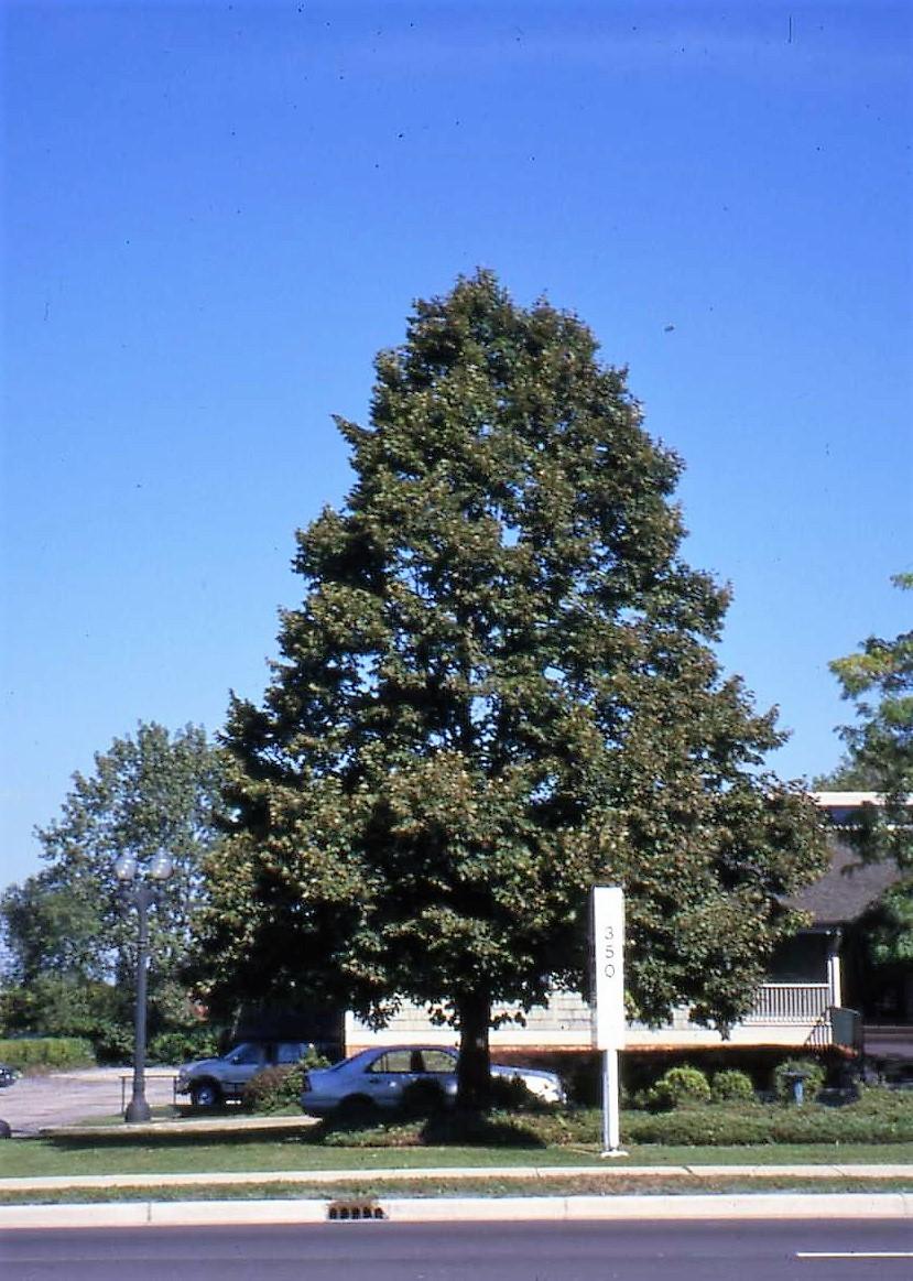 American Linden (Tilia americana 'Redmond') - Garden.org