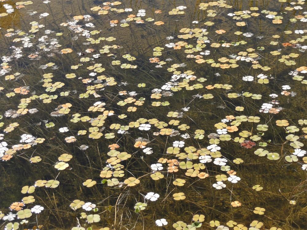 Photo of the entire plant of Common Nardoo (Marsilea drummondii) posted ...