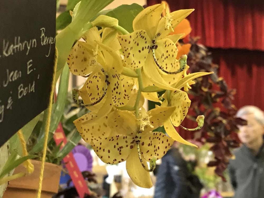 Orchid (Cycnoches Edith Bruce) - Garden.org